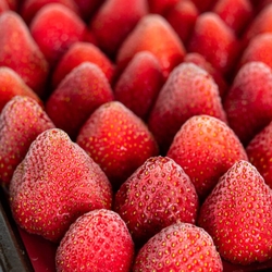 Can you vacuum seal and freeze strawberries recipes - Preserved